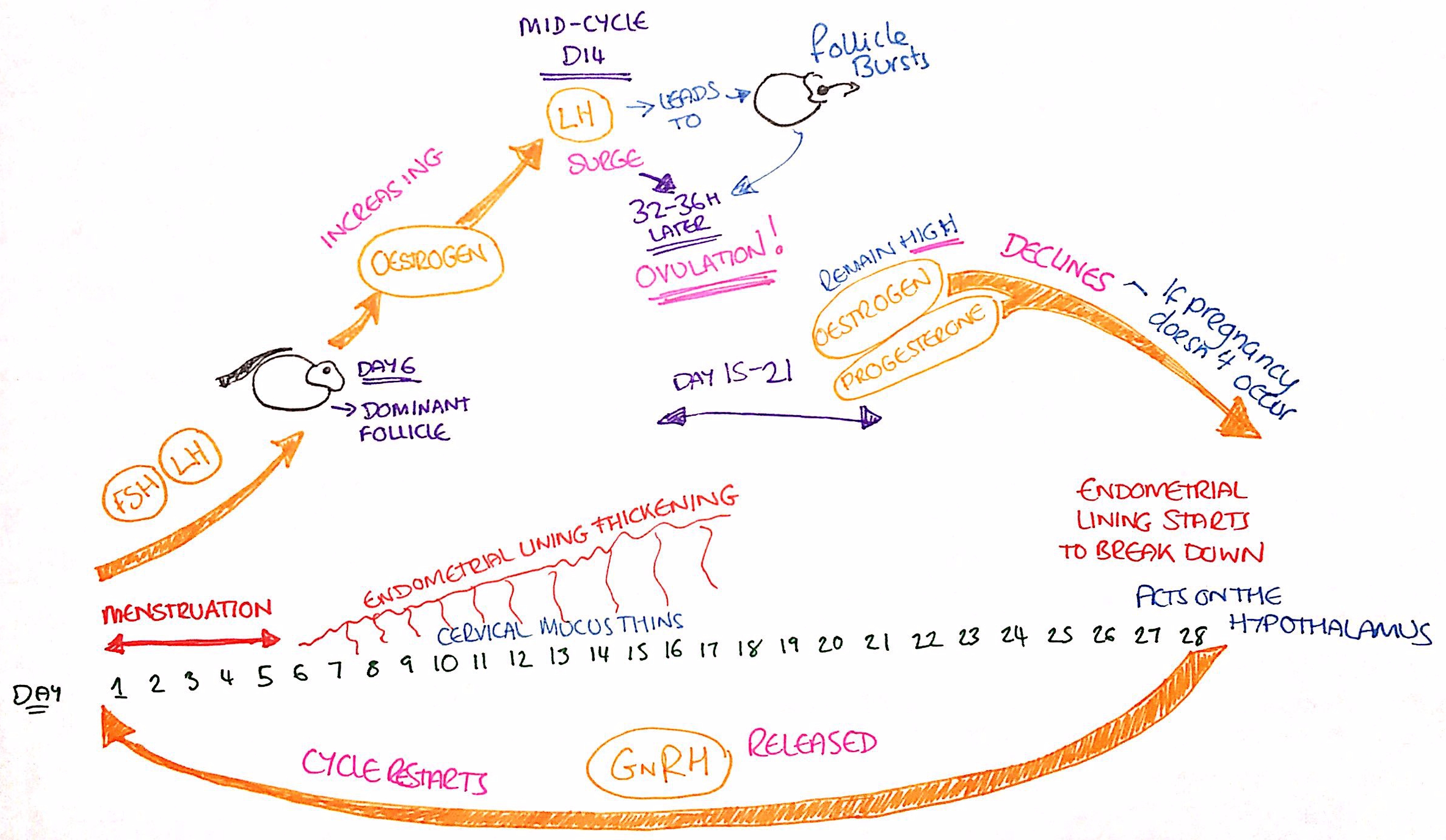 Contraception – the basics – The GP trainee's survival guide